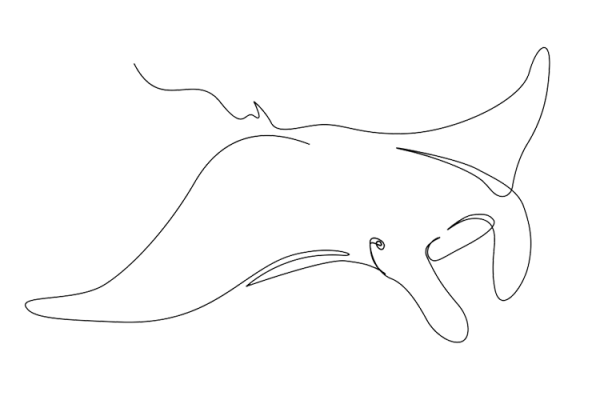 The Manta Ray - All You Need To Know | Blog Post